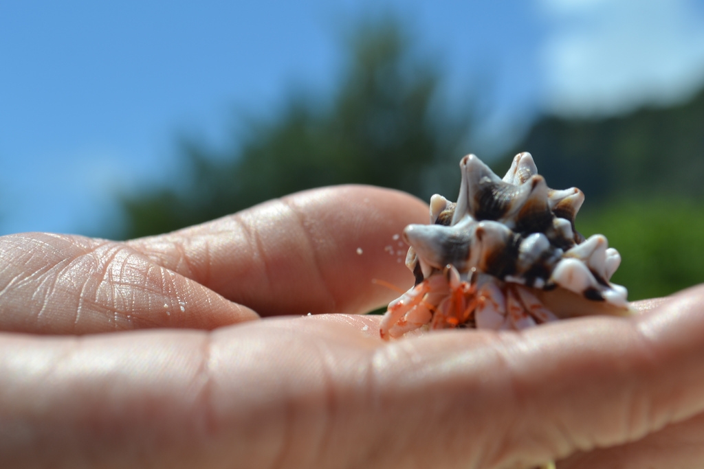 Faces of Nature: January 2013