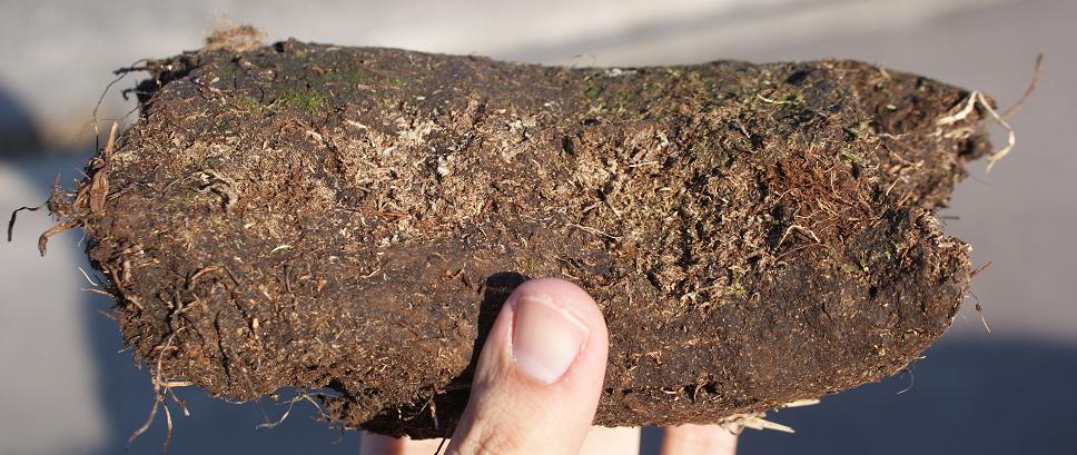 Sobre vinhos e afins: Dos whiskeys