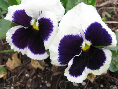 Calgary Plants: Matrix (TM) White Blotch Pansy overwintered in Calgary!