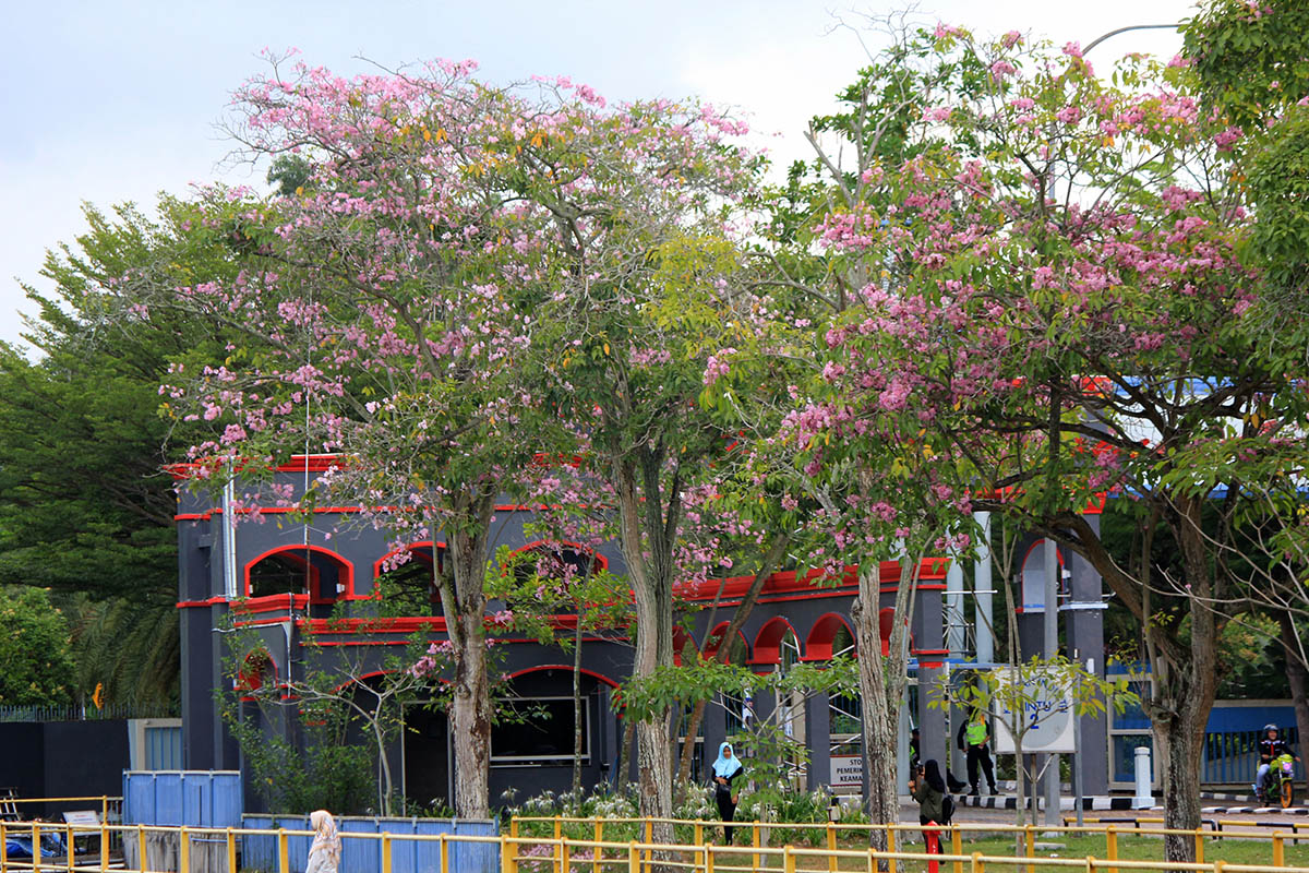 Mekarnya Bunga Sakura di Kawasan Industri Batamindo Muka Kuning Batam ...