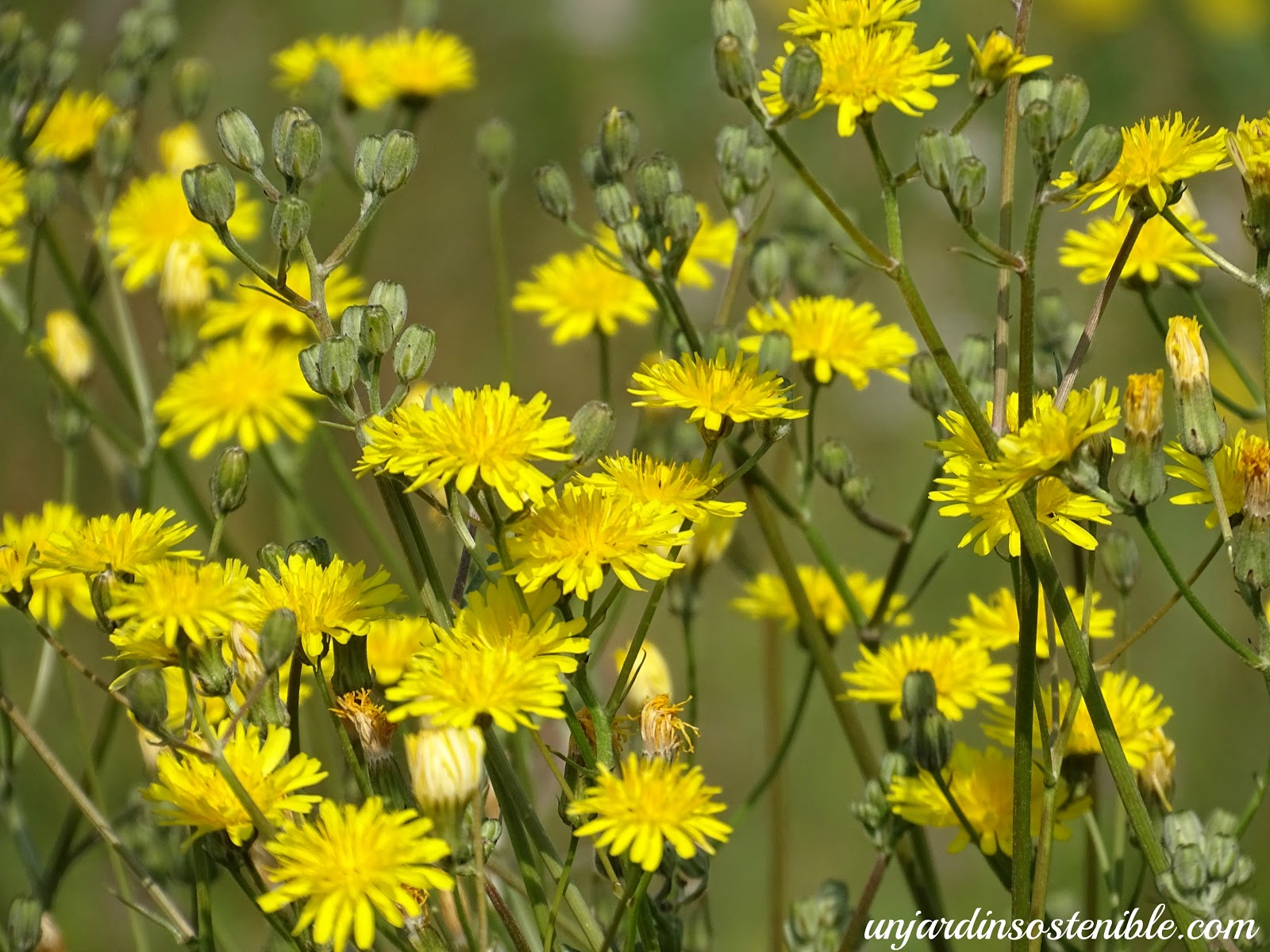 Sonchus tenerrimus (Linsones)