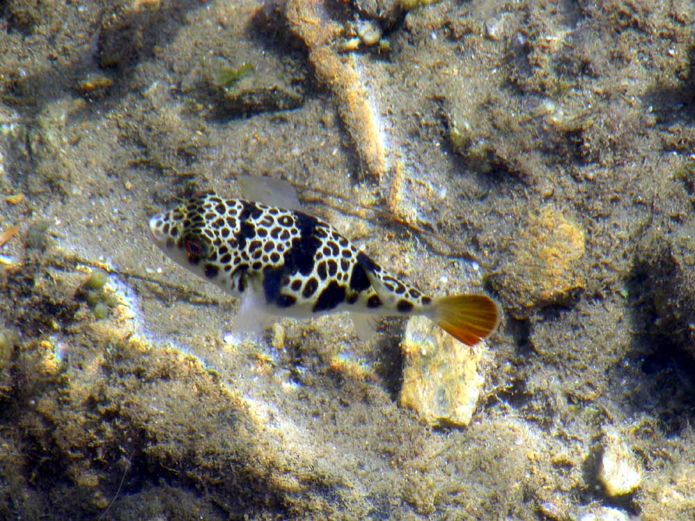 Days on the Claise: Toadfish