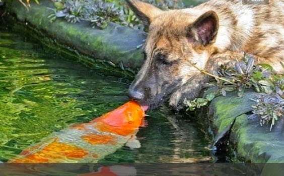 SORPRENDENTE, AMISTAD ENTRE UN PERRO Y UN PEZ ~ Más Allá de lo real e ...