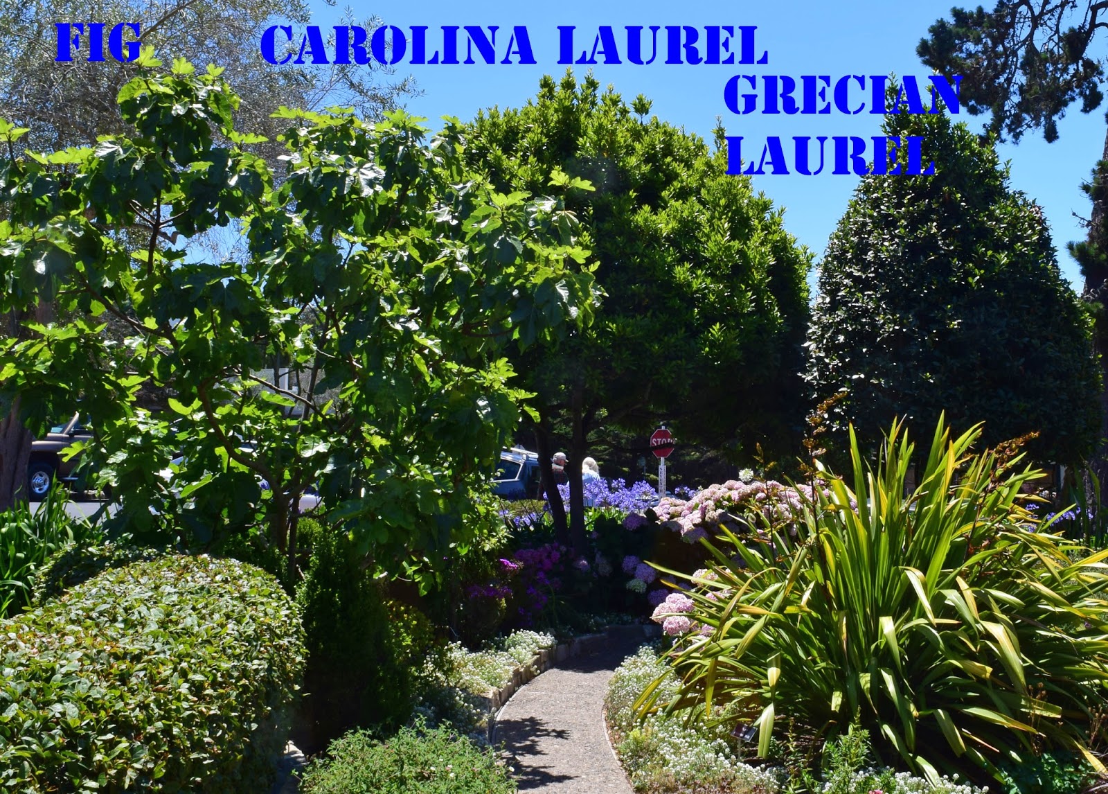 Friends of Carmel Forest Tree Tour with Dr. Matt Ritter 2016 - Carmel ...