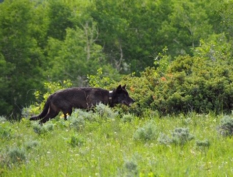 The Huckleberry Hiker: Yellowstone commemorates 25 years since wolf ...