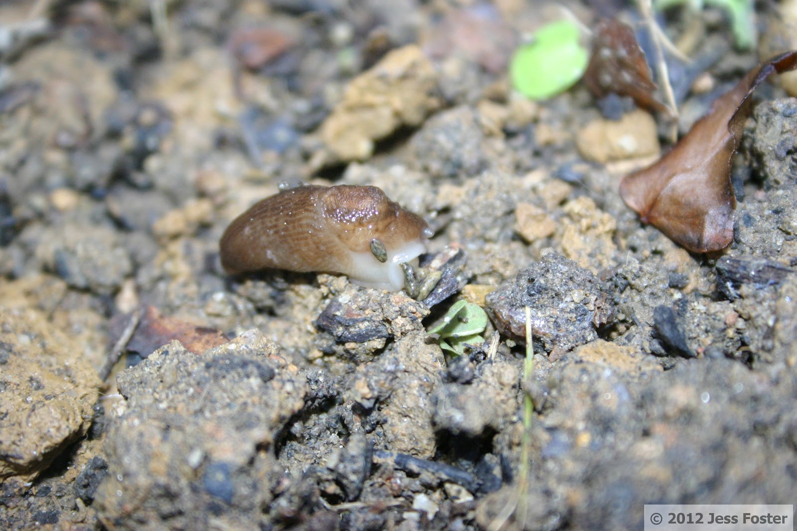 Sluggin' Along: Slug Waste Disposal: Part 2