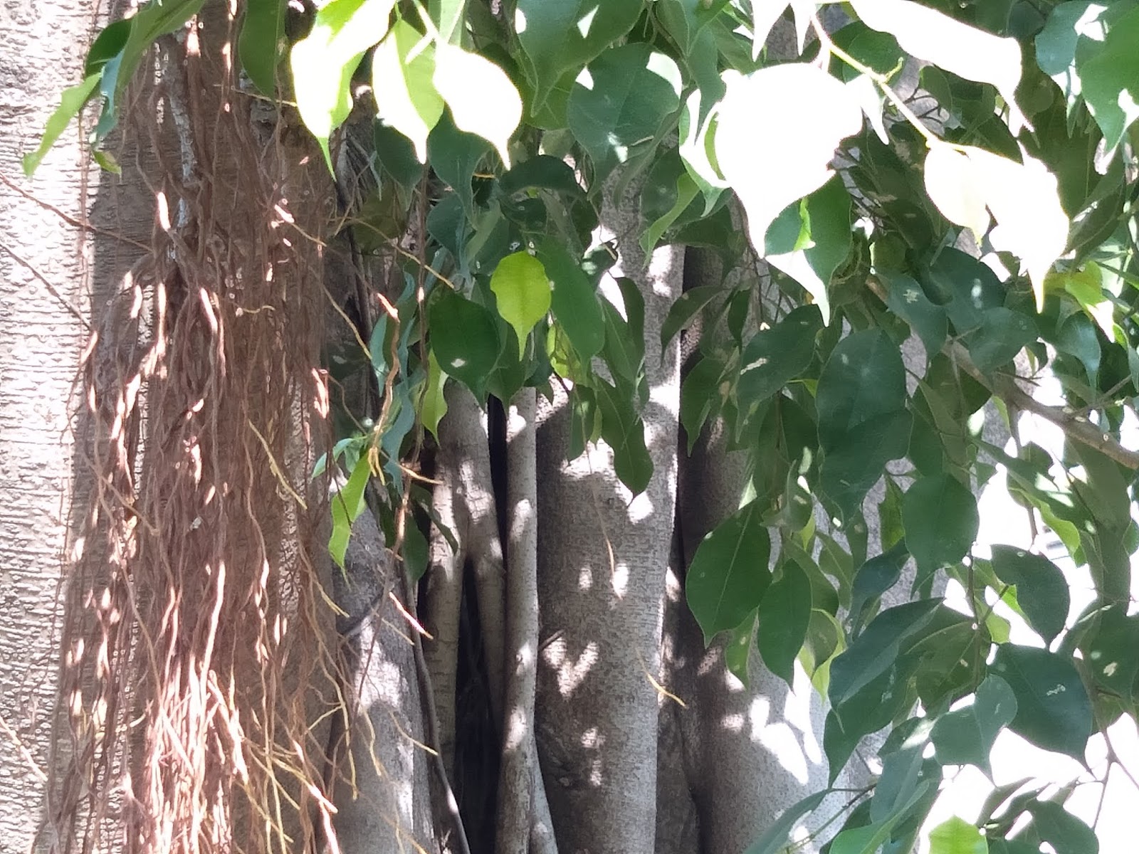 Gnanasuriabahavan Academy: கல் அத்தி தமிழ்நாட்டின் கோயில் மரம் - KAL ...