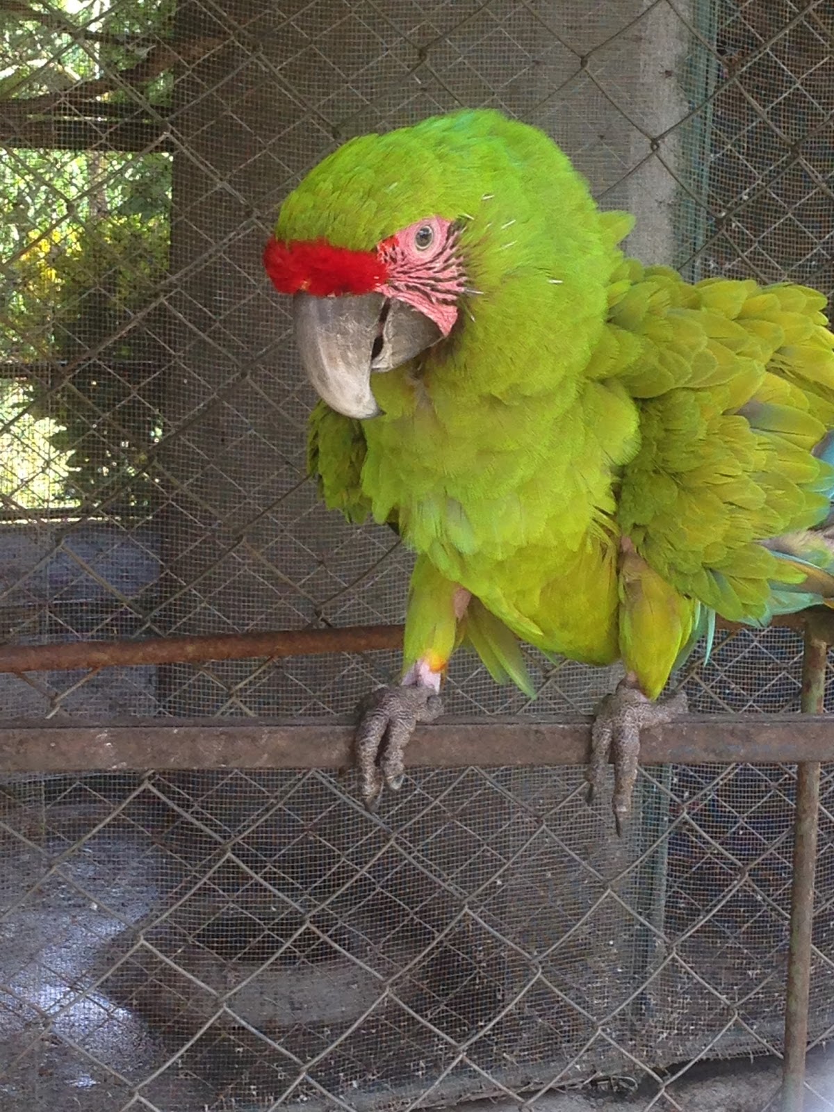 Stock Family Trip : Honey, we bought a monkey and 4 parrots