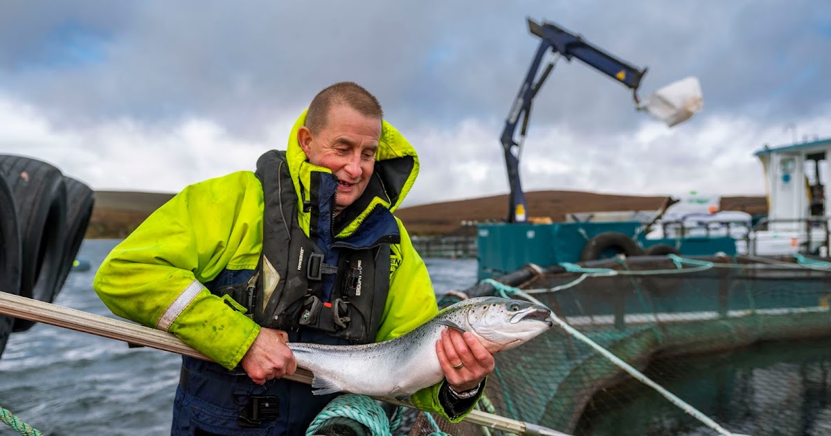 Scottish salmon from Orkney waters | Foodie Quine - Edible Scottish ...