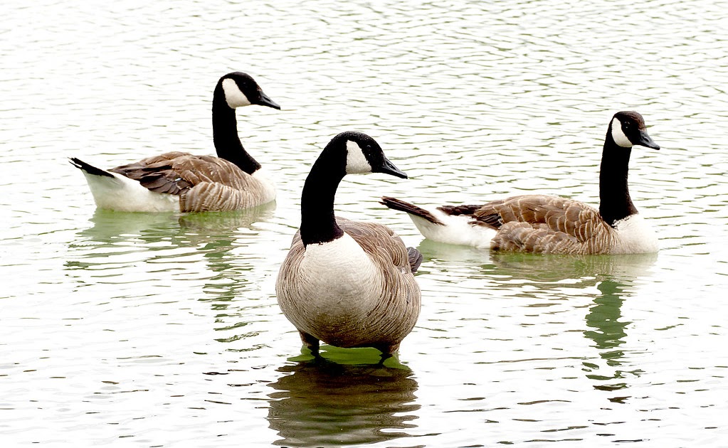 Plants, insects and animals: Canada goose