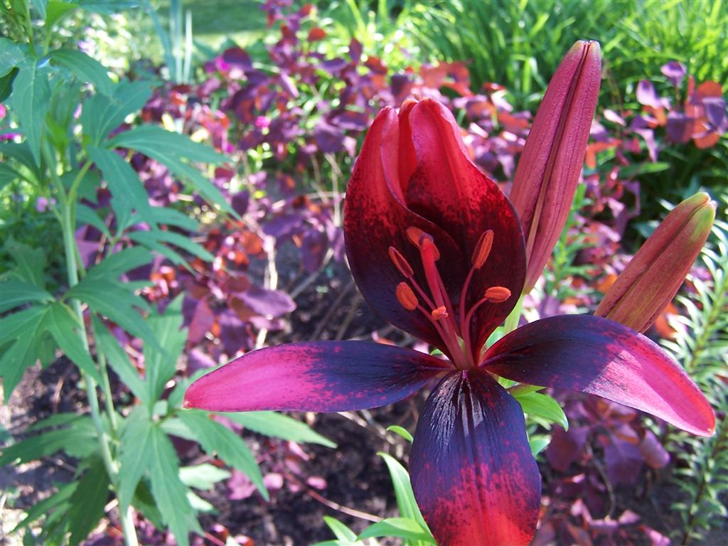 Perennial Passion: Tango Lilies