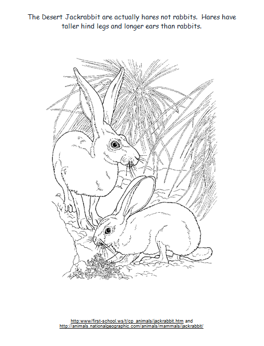 Fun in Great Salt Lake's Sun : Jack Rabbit Coloring Page