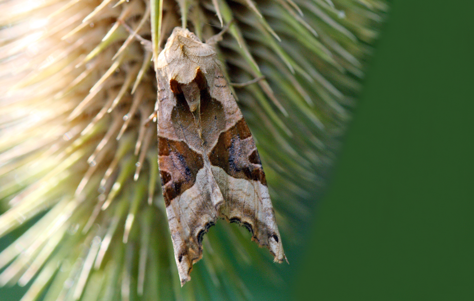 JJ's Photographic nature blog: September 2012
