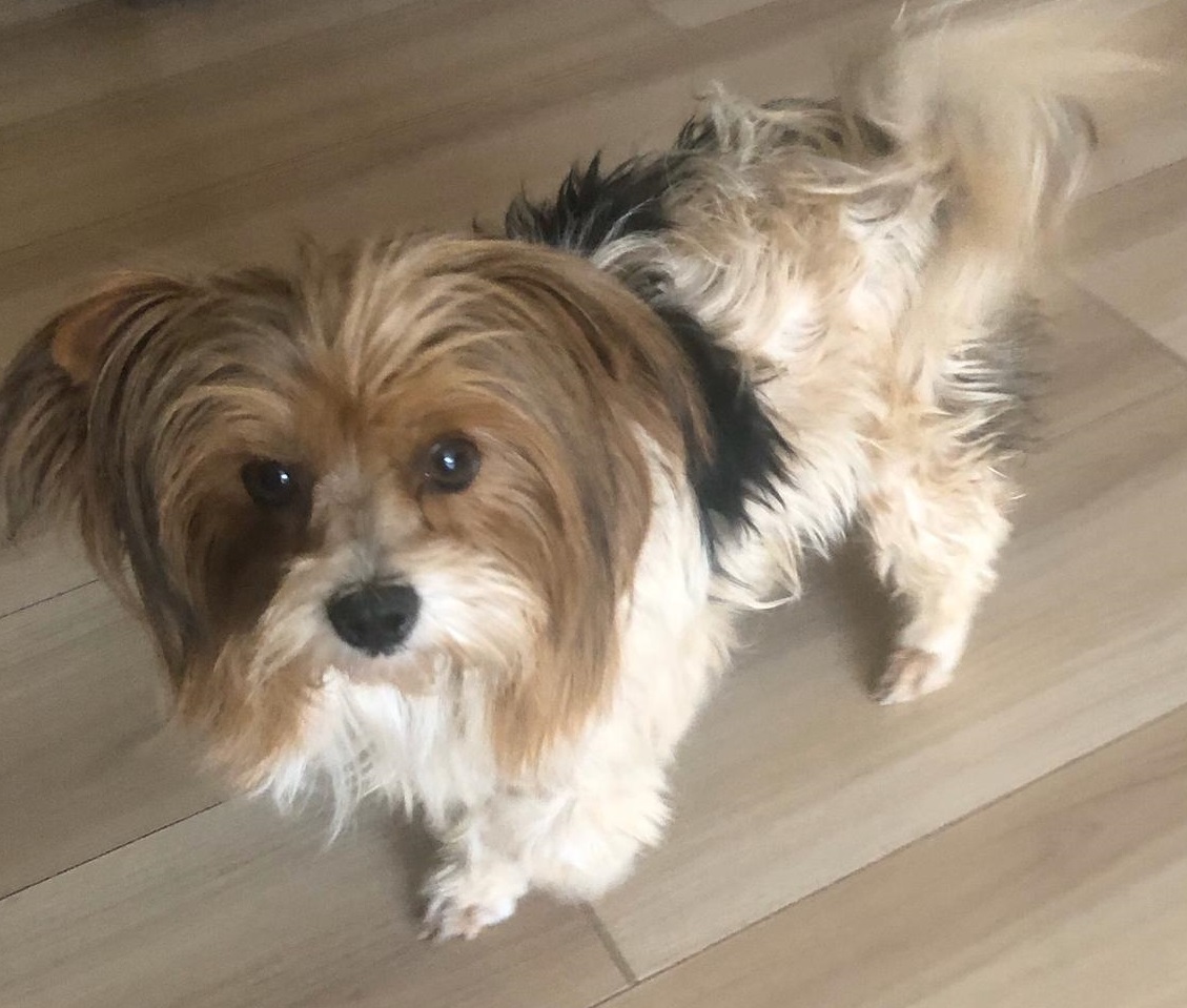 #495 - ALREADY ADOPTED! Mpumalanga, Middelburg - Beautiful Biewer ...