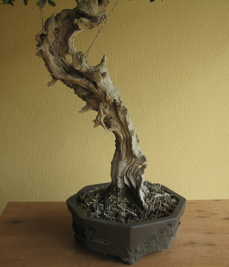 TOMEU MARTORELL... BONSAI: ULLASTRE BUNJIN