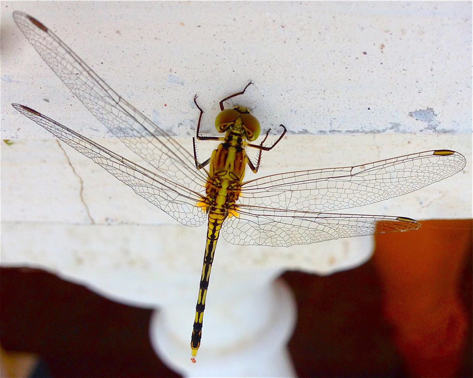 The Insect Diary: Chalky Percher Dragonfly: Diplacodes trivialis