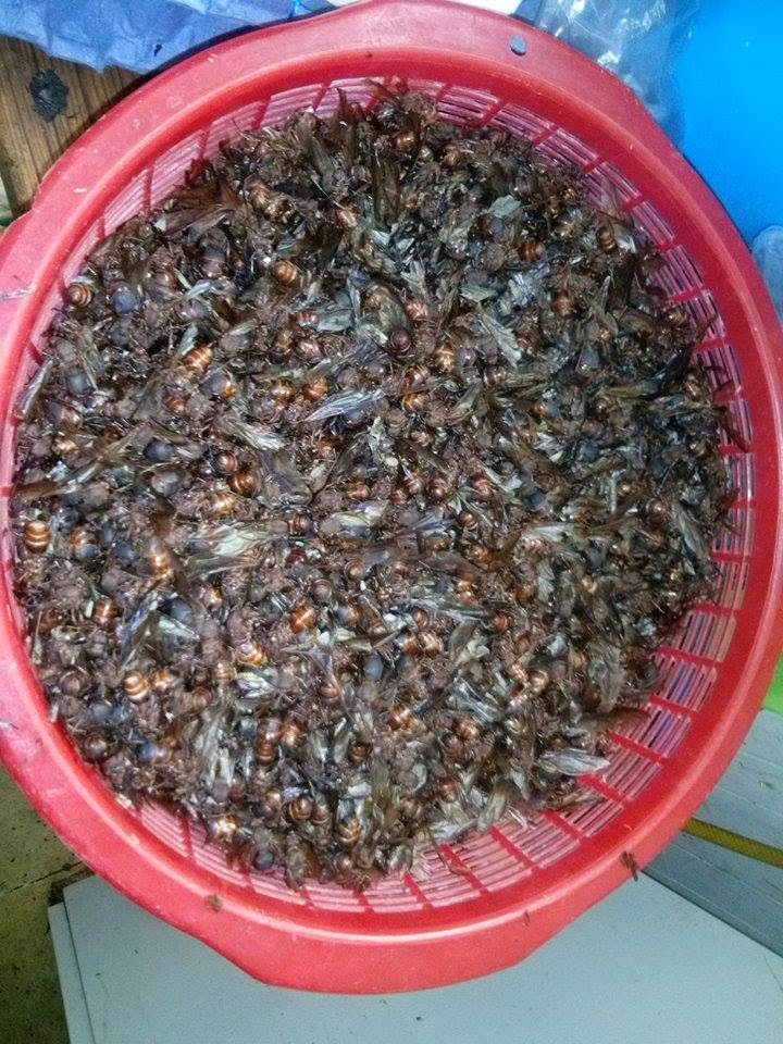 Casa Cultural de la Nacion Triqui "Heriberto Pazos Ortiz" MULT: CHICATANAS