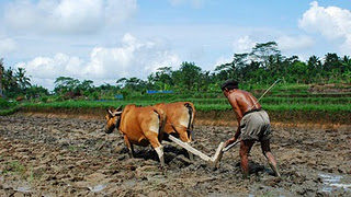 Alat Bajak Tradisional dan Modern ~ Raja Teknologi
