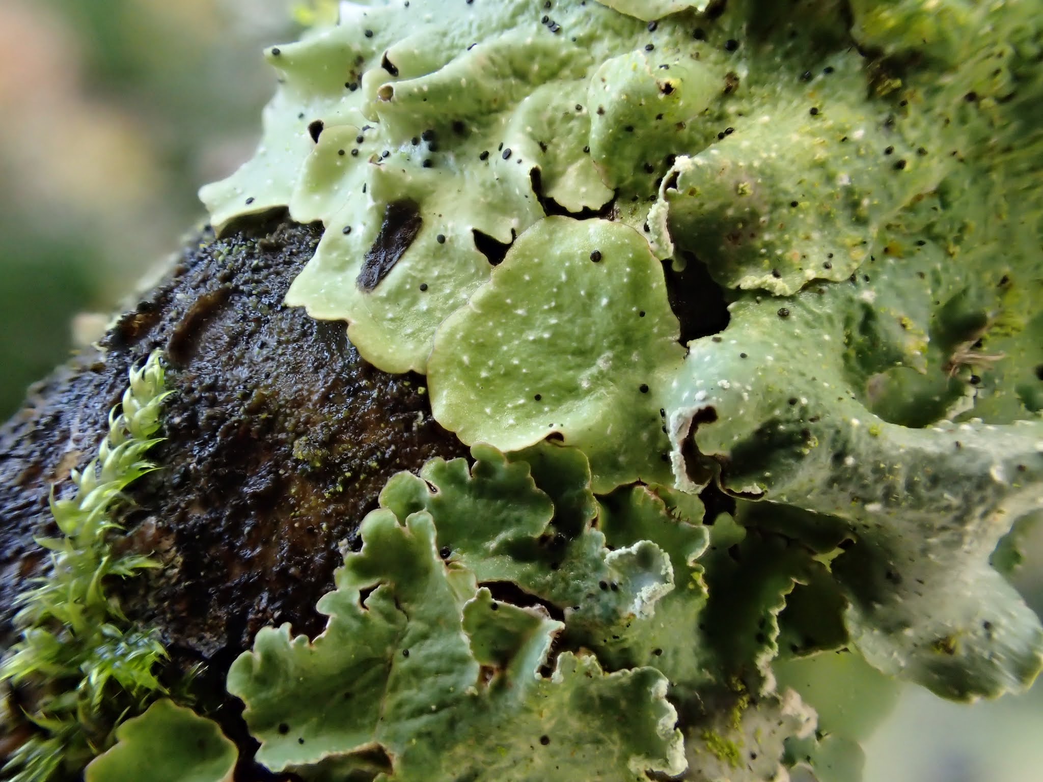 The Rainforest Fund Project: Lichens of Low Bentham Churchyard - SD644692