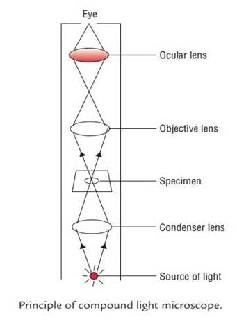 verma: Light Microscope Principle and Applications or Uses