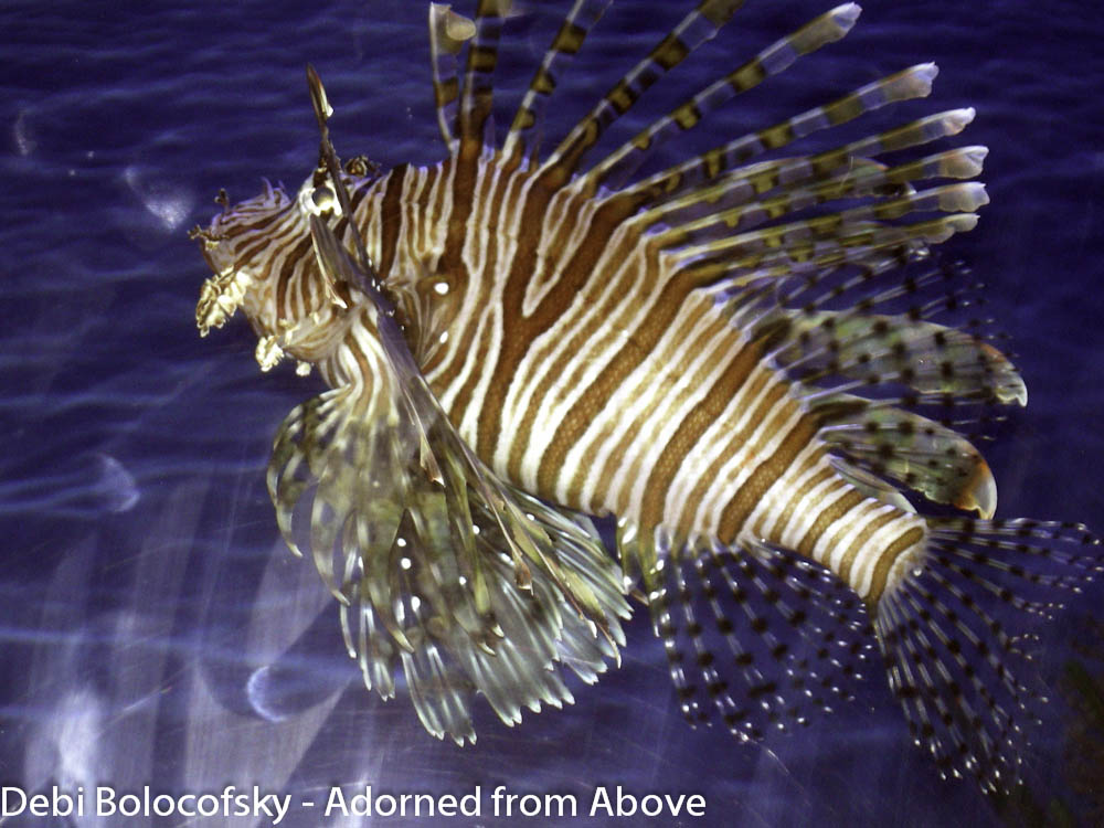 Adorned From Above: Denver Aquarium - Photography Series