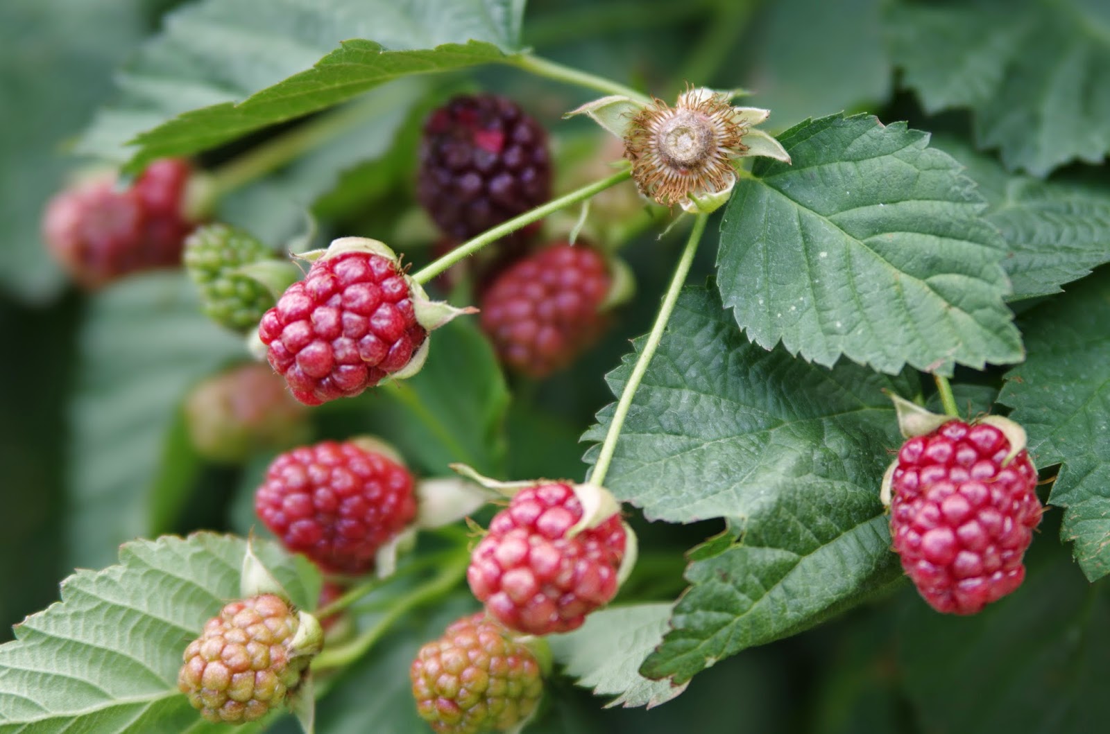 Trees and Plants: Boysenberry