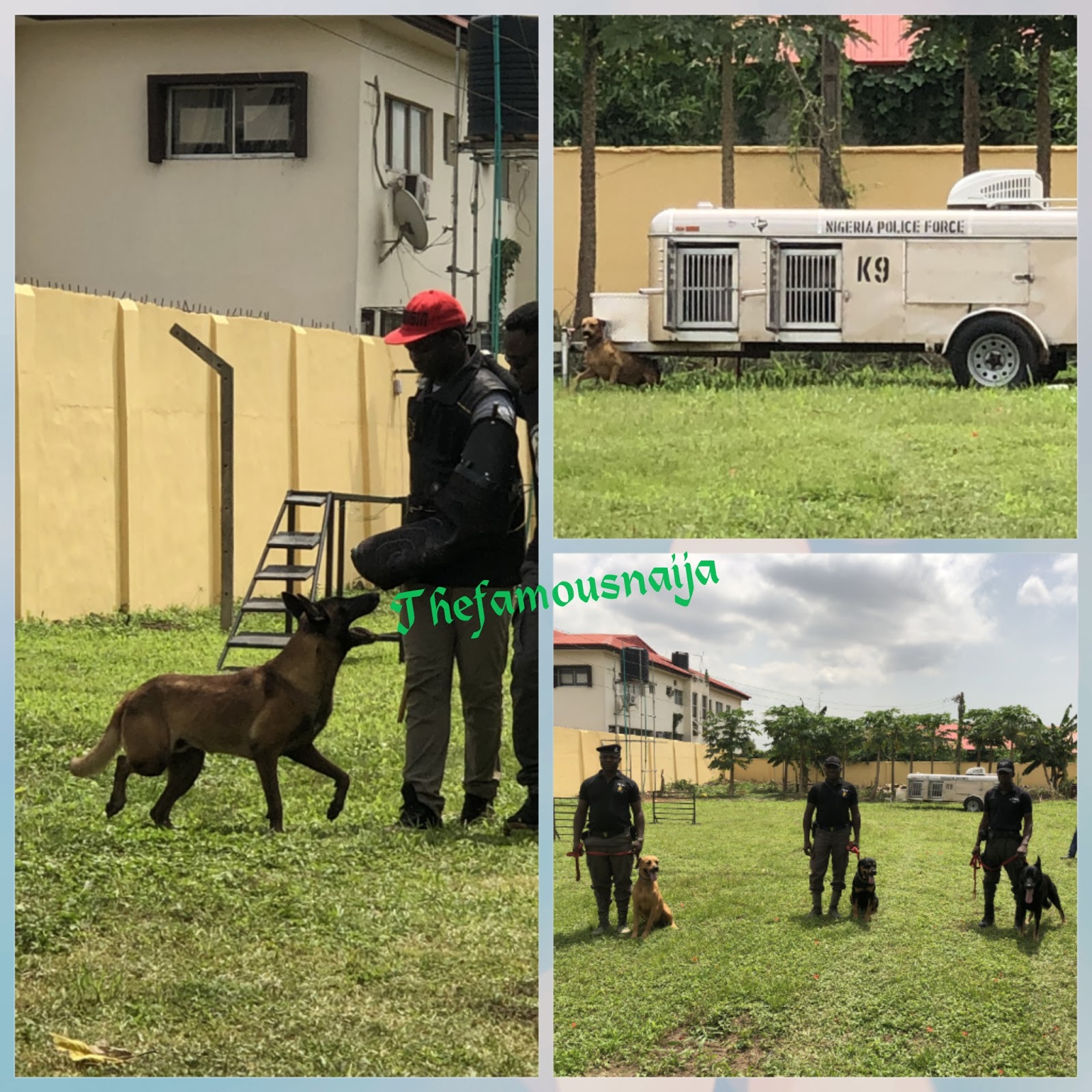 Nigeria Police Dog Undergoes Training In Lagos