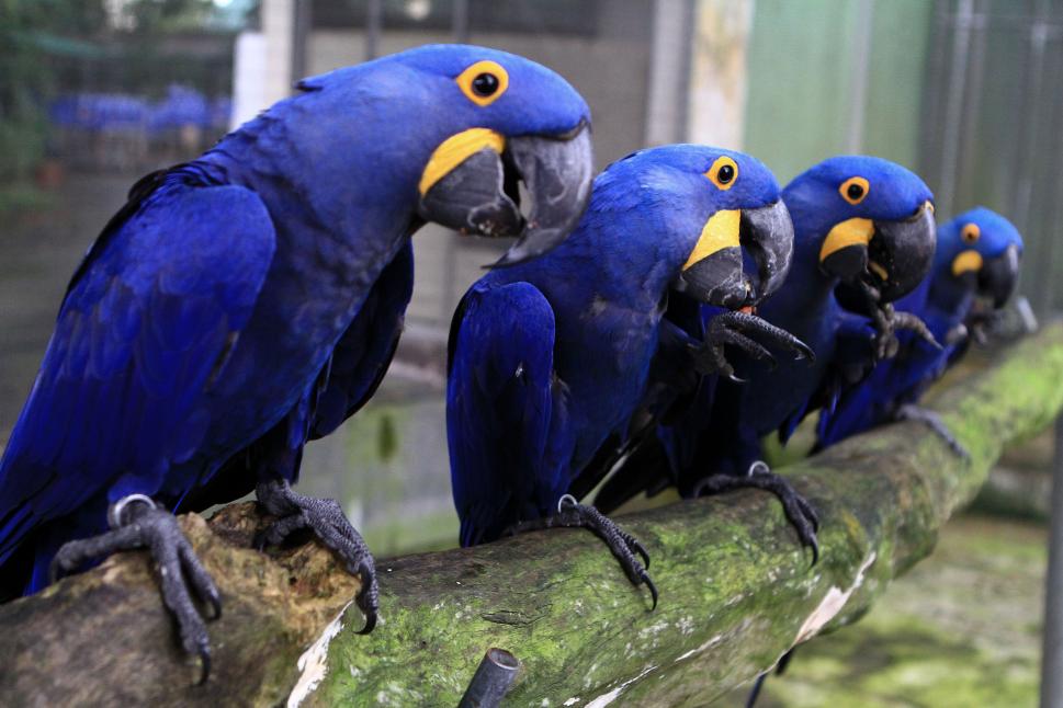 Animals of the world: Guacamayo jacinto