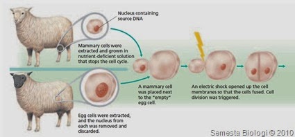 KLONING SEL | berbagi ilmu