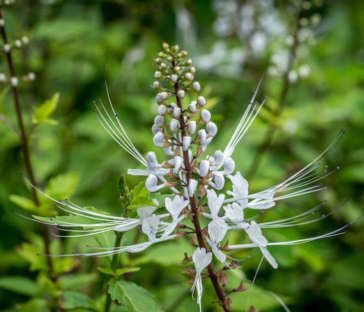 Geneeskracht Javaanse thee