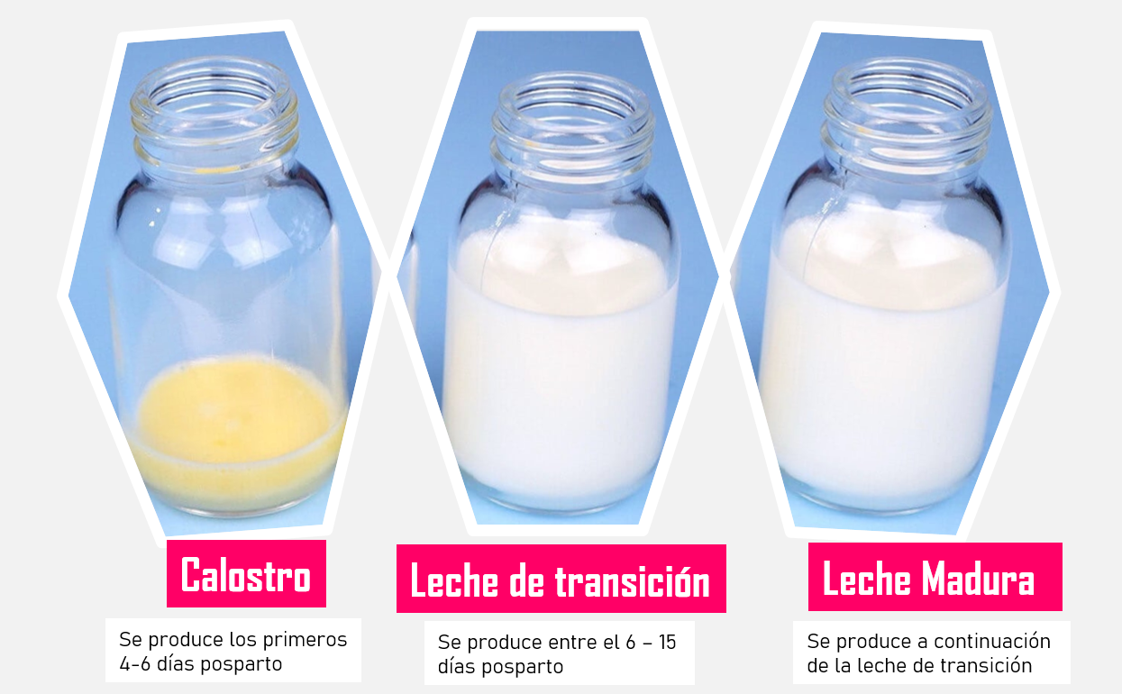 ¿Cuáles son los tipos de leche materna? ¿Qué nutrientes tiene la leche ...