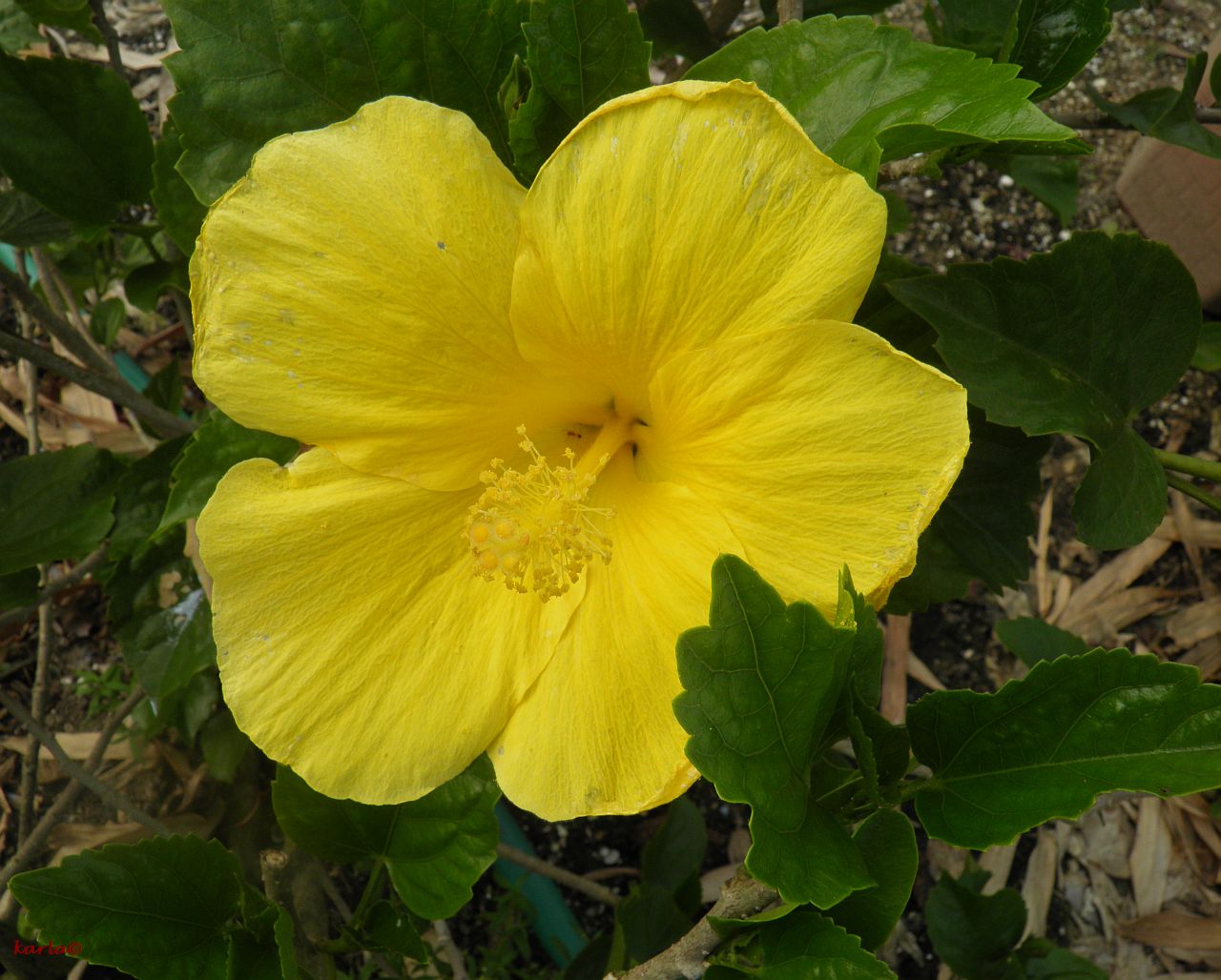 SURINAME: Bloemen, 2011