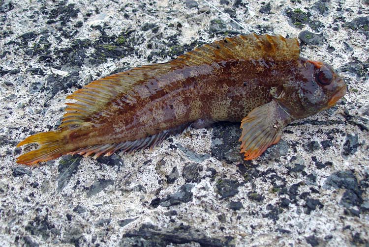 Tadpole Cod - Fishes