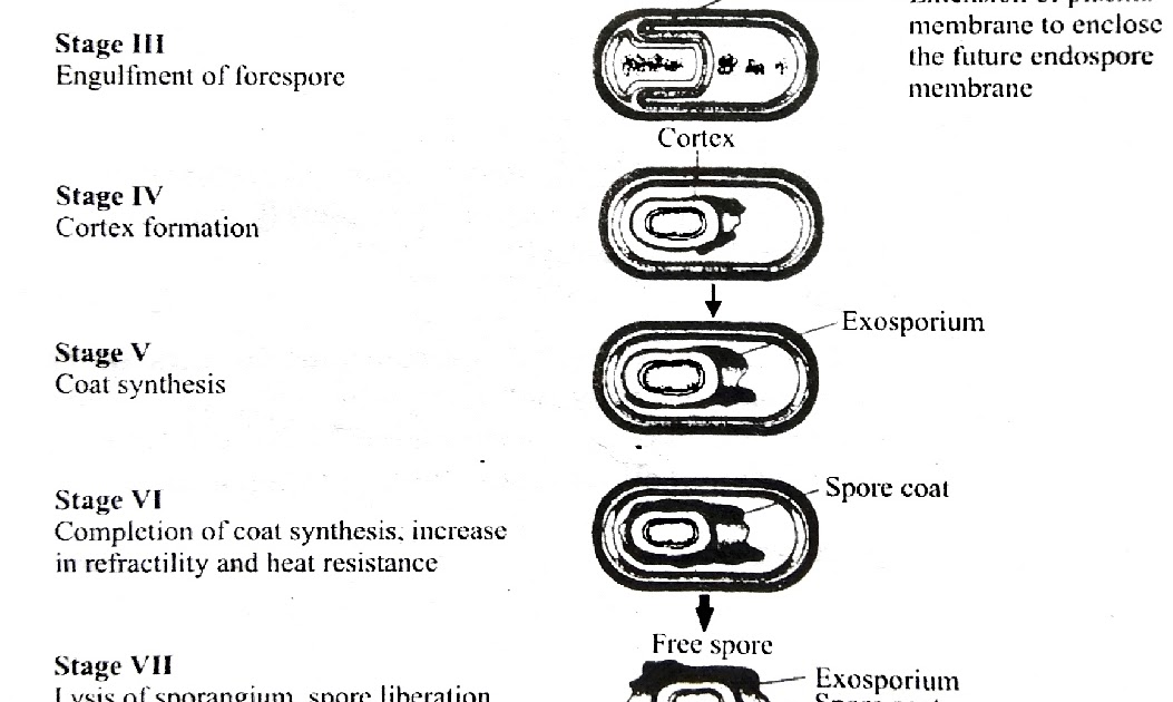 Bacterial Spores - Property, Structure, Endospore formation and ...