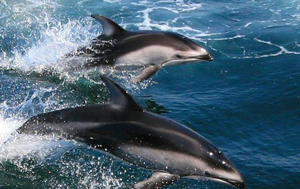 les mammifères marins