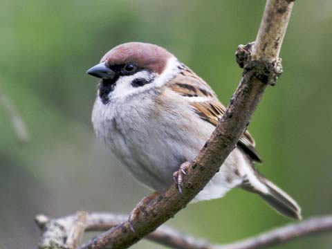My Faviourate Pets: Enjoying Sparrows in Your Yard