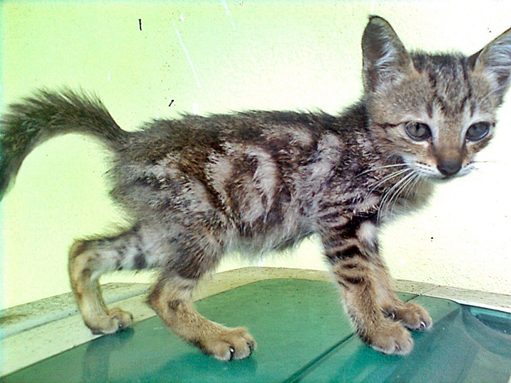 cHickeNisme - bukan sekadar cerita ayam: si kucing marble