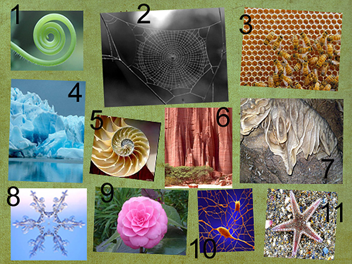 ¿vino el de dibujo?: Formas