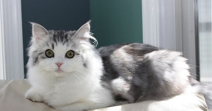 Fakta Menarik dan Cara Perawatan Kucing Ragdoll