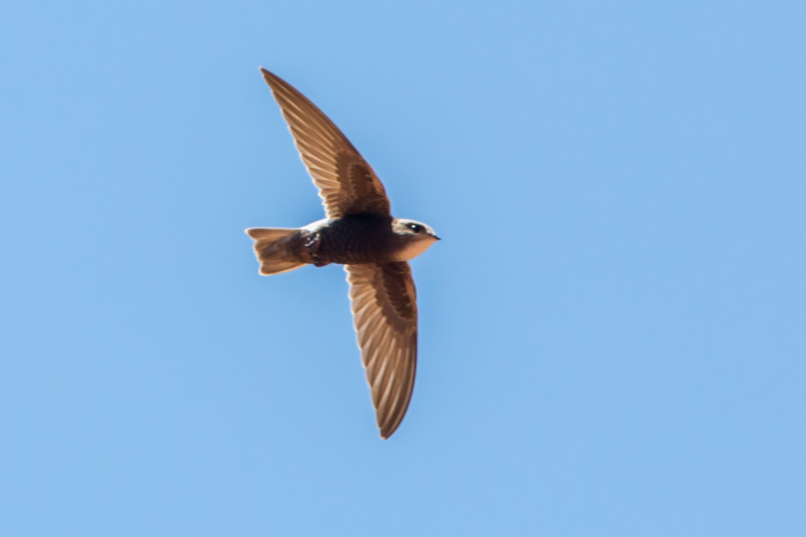 Wildlife Diaries: SW Spain & Portugal & Separating adult Pallid Swift ...