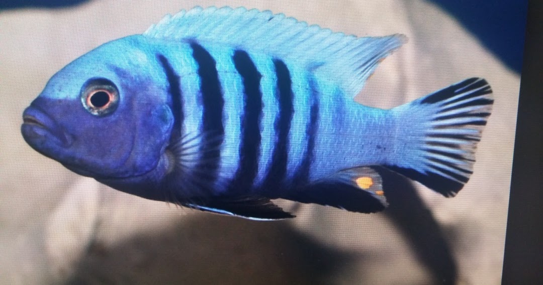 Cynotilapia Pulpican