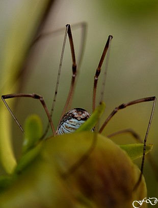 Natur' L: Gros plan sur le corps d'un faucheux sans venin ni soie...