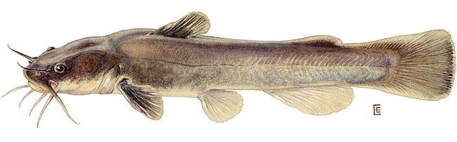 Catfish in Kentucky