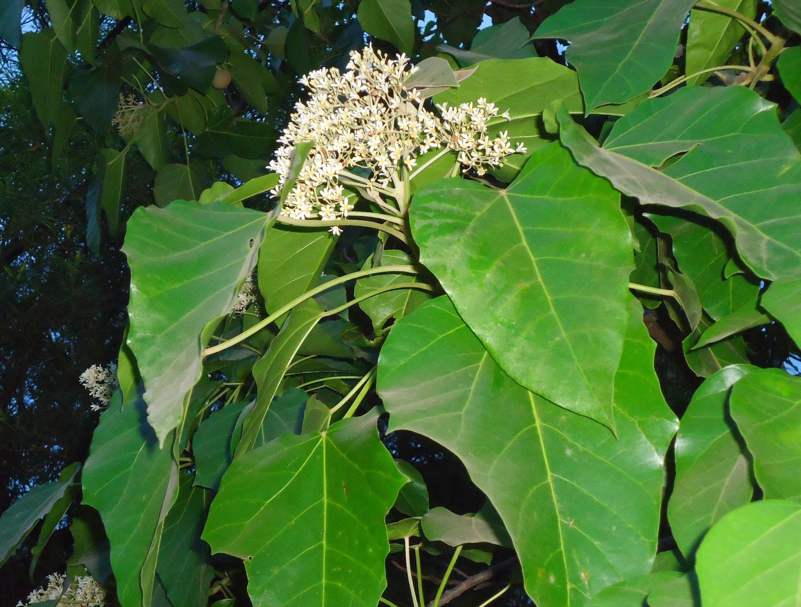 v e r d e c h a c o: diciembre 2013