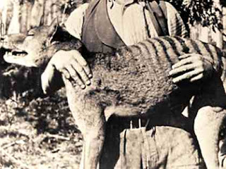 Thylacine Extinction not caused by the Weather