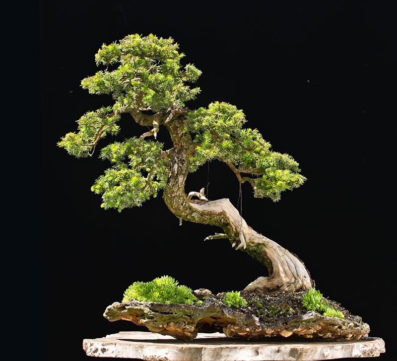 Walter Pall Bonsai Adventures: European Spruce #14
