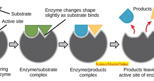 CONCEPT AND DETERMINATION OF ACTIVE SITE OF ENZYME - Science Master