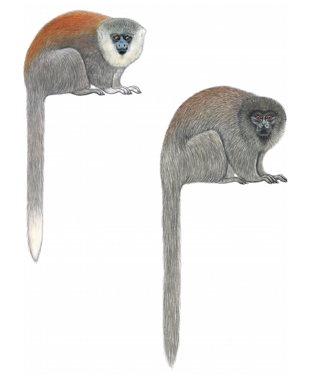 Species New to Science: [Mammalogy • 2019] Plecturocebus parecis • A ...