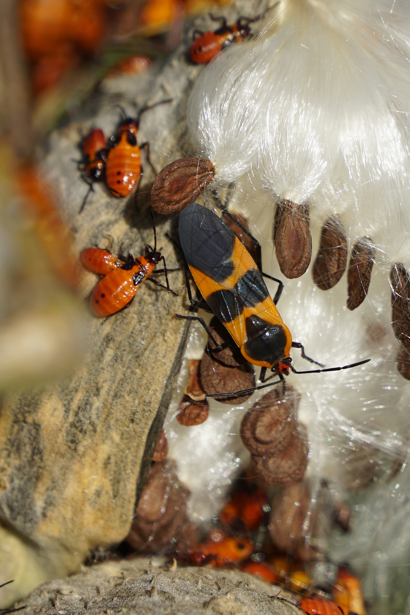 Beyond Real Time: Of bugs, Mars & Full Moons :)