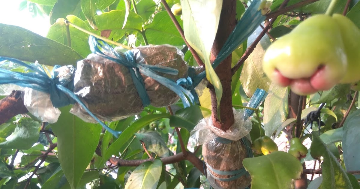 Pengertian Cangkok dan Cara Mencangkok - Tutorial Lengkap